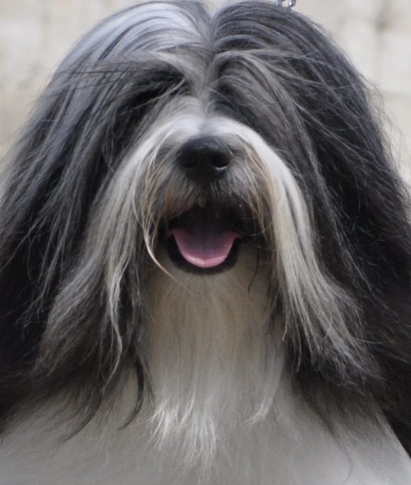 Bodja :: Khyi-Mi Tibetan Terriers