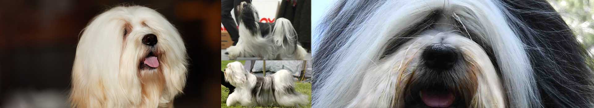 Bodja :: Khyi-Mi Tibetan Terriers